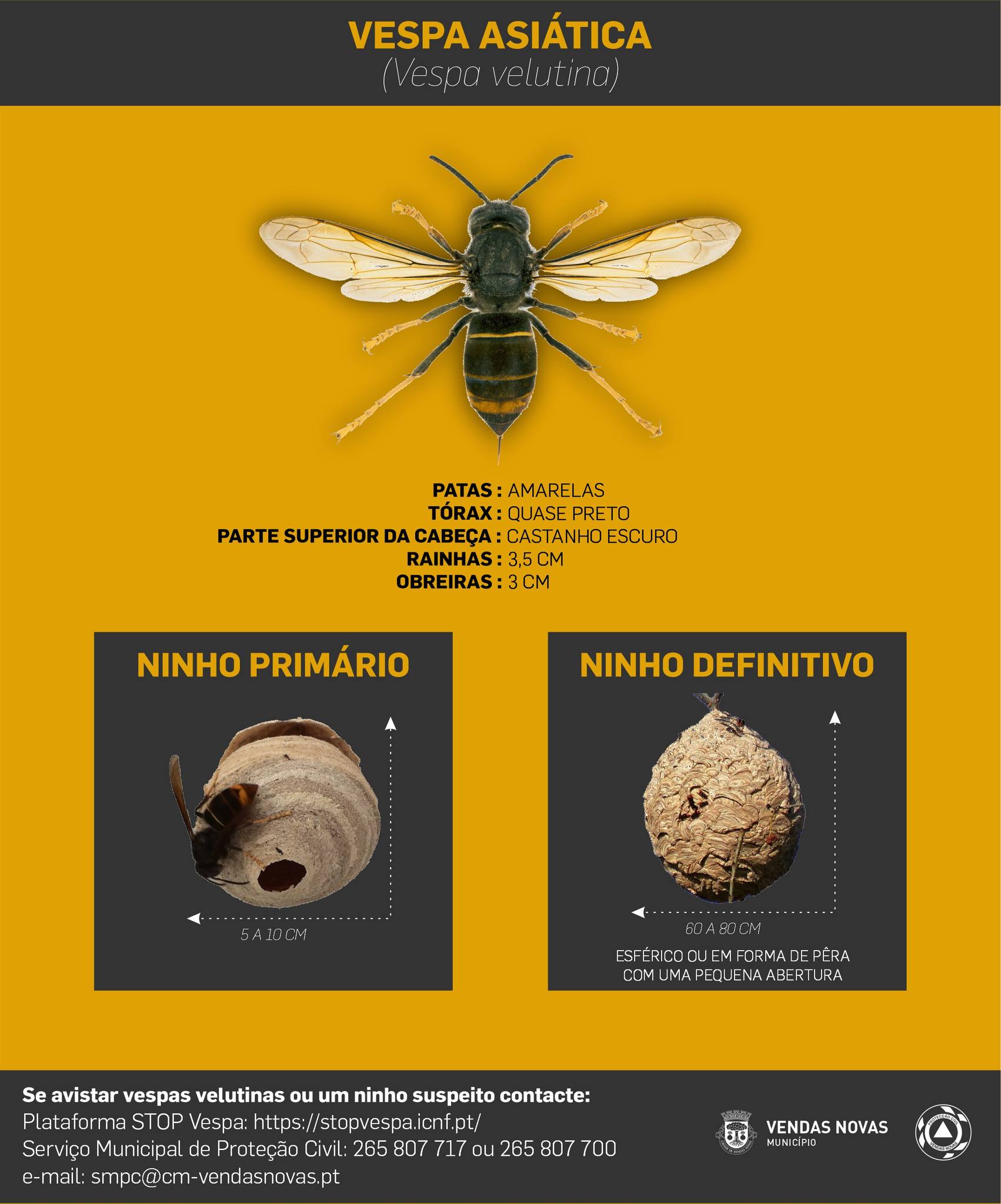 Informações sobre a Vespa Asiática - Vespa Velutina - Portal ...